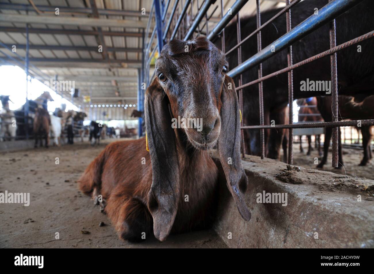 Milking goats at a goat dairy. Photographed in Israel Stock Photo - Alamy