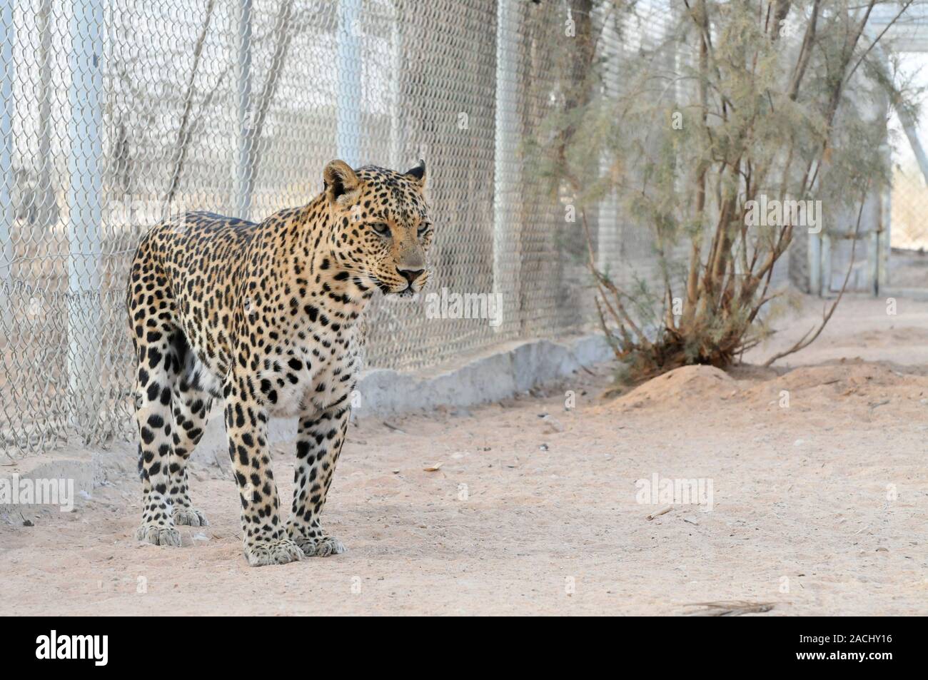 Arabian leopard (Panthera pardus nimr)atYotvata Hai-Bar Nature Reserve ...