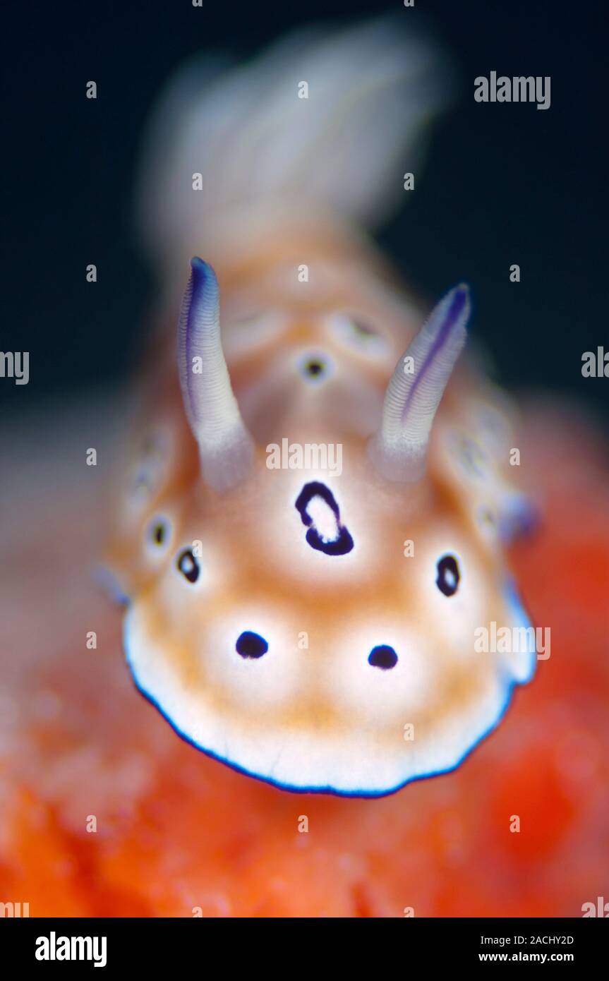 Nudibranch (Chromodoris leopardus) crawling over a sponge. Nudibranchs ...