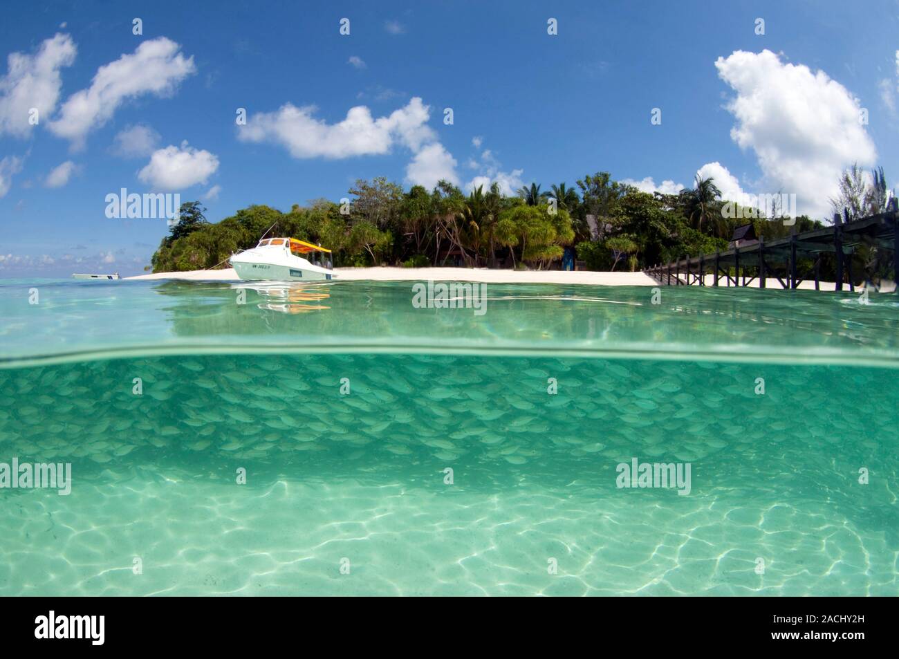 Yellowstripe scad. Split shot showing a large school of yellowstripe ...
