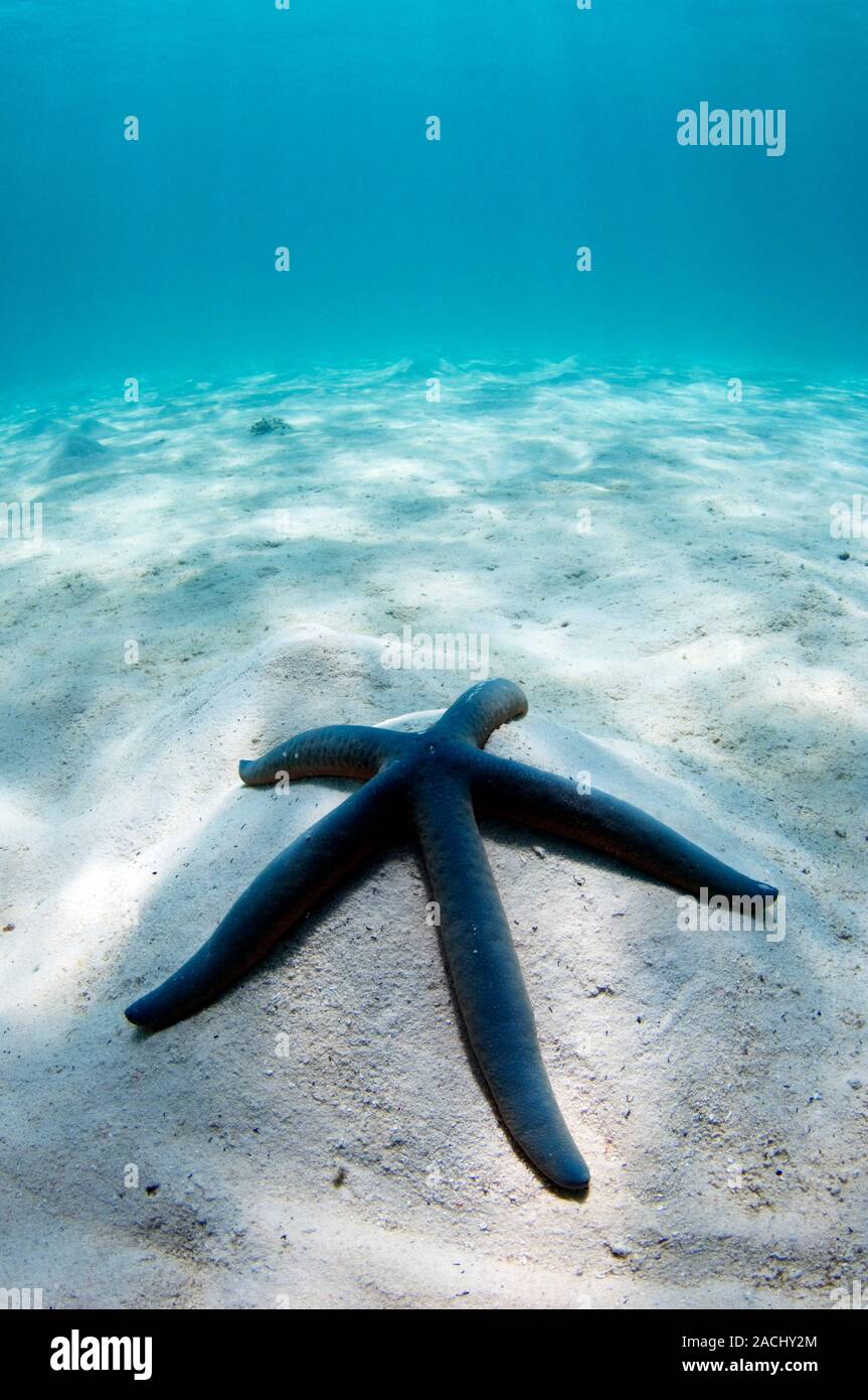 Blue linckia (Linckia laevigata) starfish on a sandy sea bed. Starfish ...