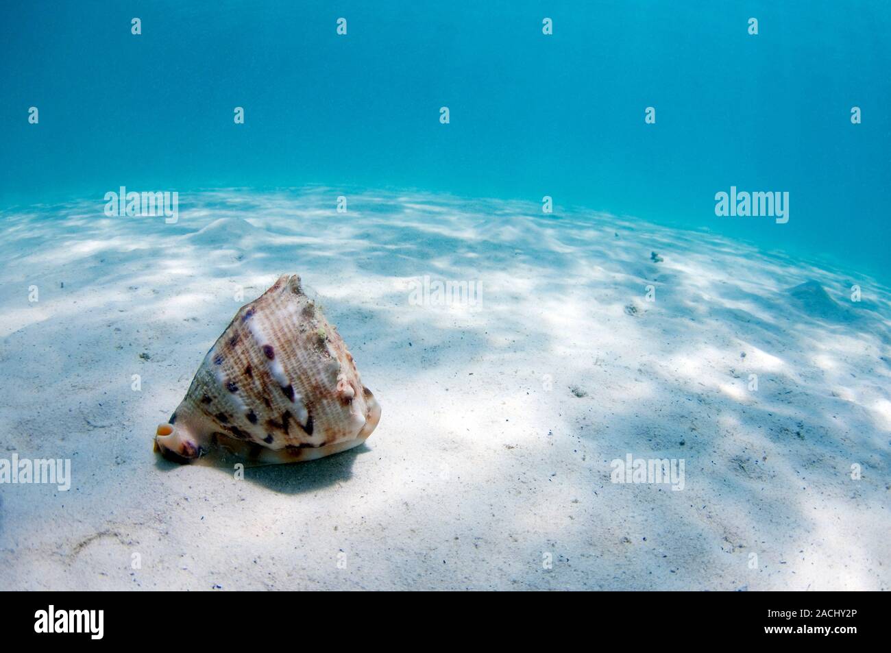 Sea snail shell. Empty helmet shell (Cassis cornuta) on a sandy sea ...