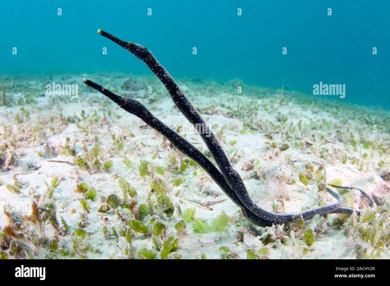 Double-ended pipefish. Pair of double-ended pipefish (Trachyrhamphus ...