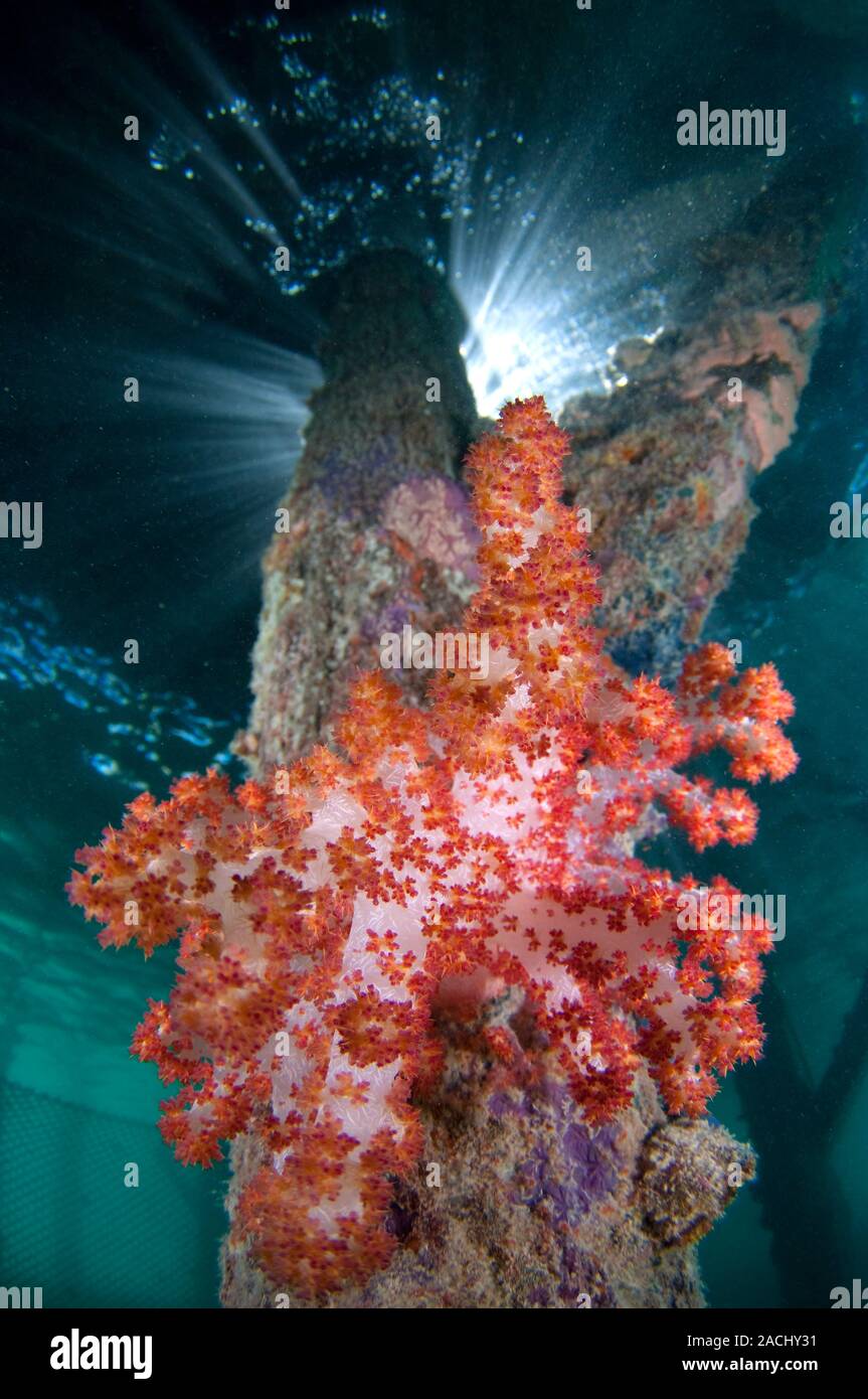 Soft coral (Dendronephthya sp.) growing on the pylons of a man-made ...