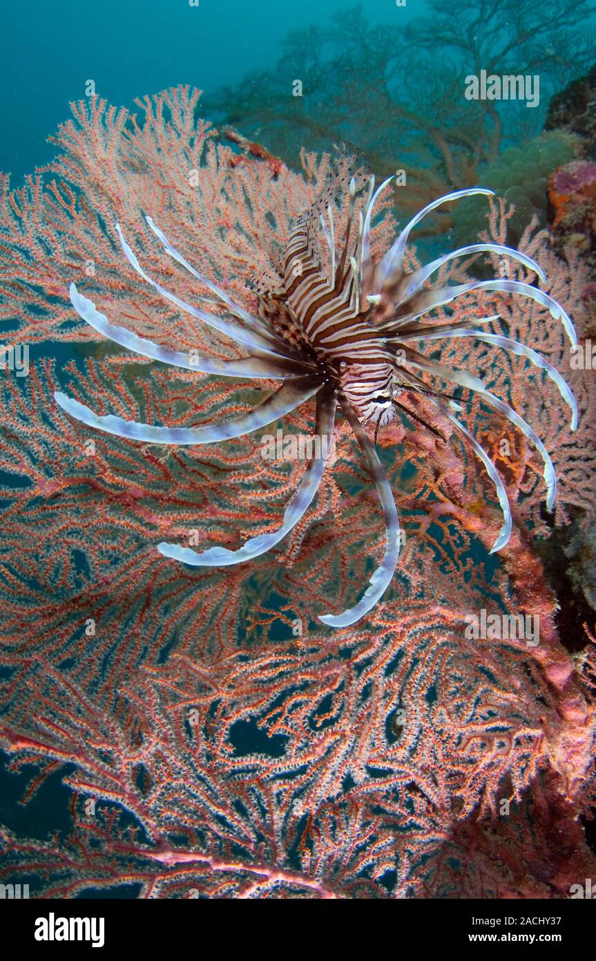Red lionfish (Pterois volitans) displaying on a sea fan (Melithaea sp ...