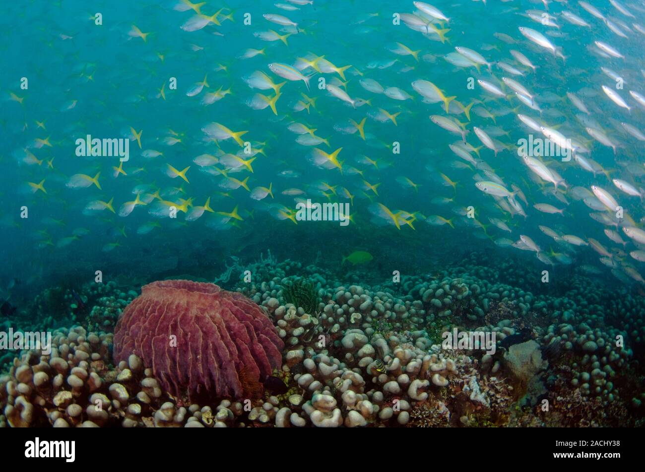 Tropical fish shoal. Large shoal of several types of fusiliers (family ...