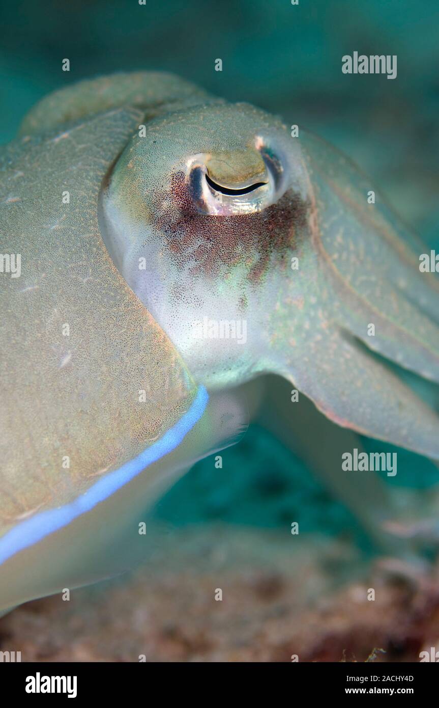 Smith's cuttlefish (Sepia smithi). Cuttlefish can change colour by ...