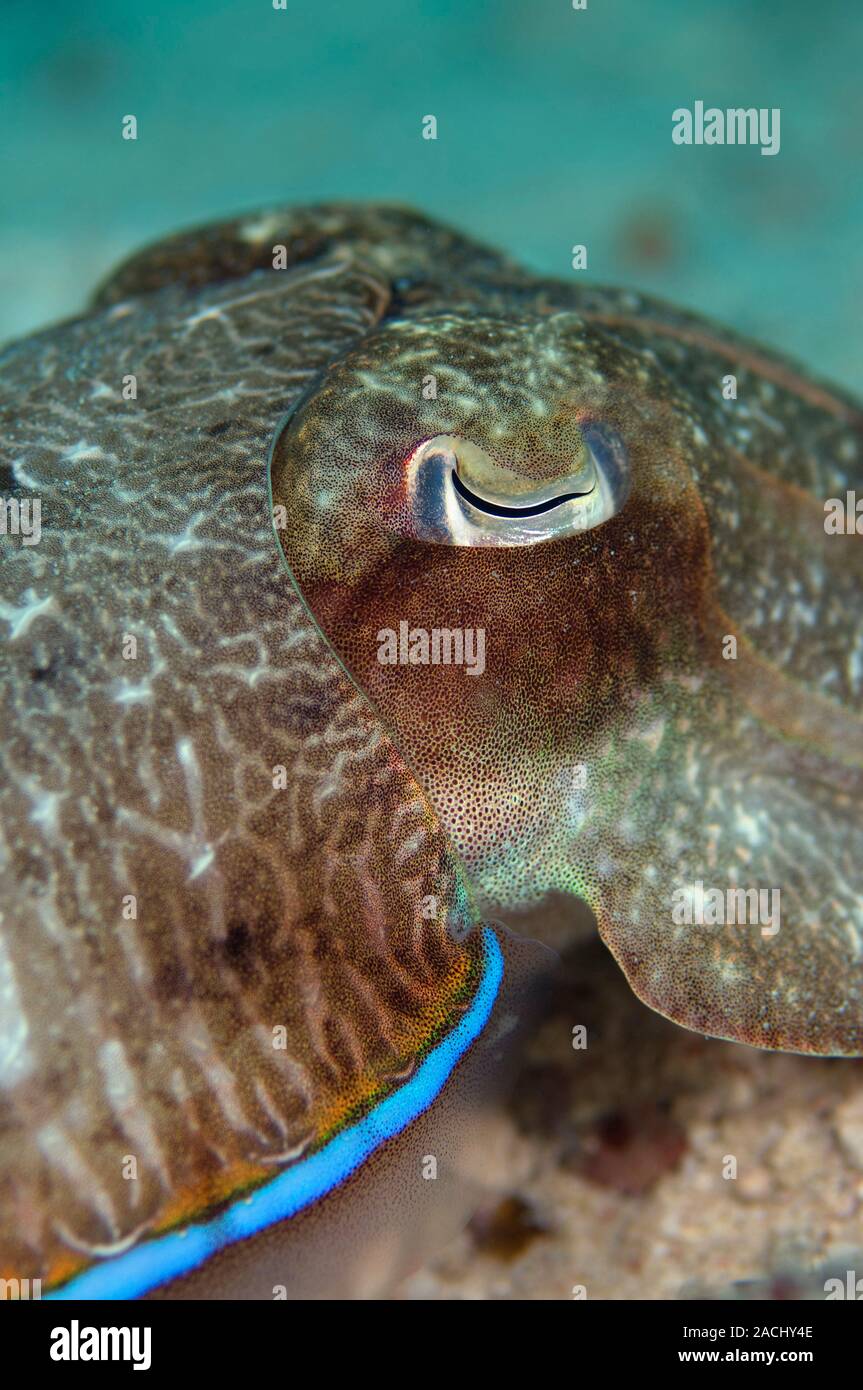 Smith's cuttlefish (Sepia smithi). Cuttlefish can change colour by ...