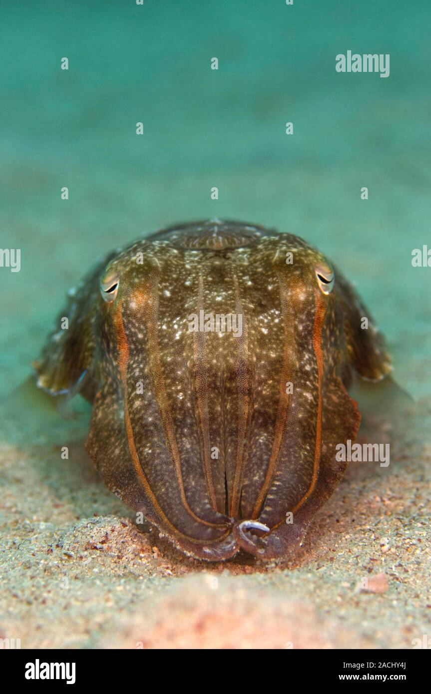 Smith's cuttlefish (Sepia smithi) on sand. Cuttlefish can change colour ...