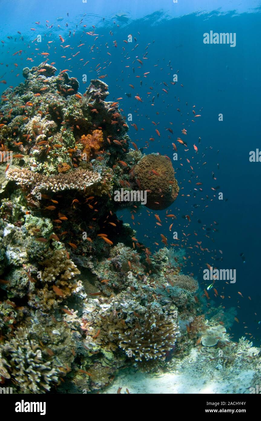 Tropical reef. School of Anthia sp. fish swimming around a coral reef ...