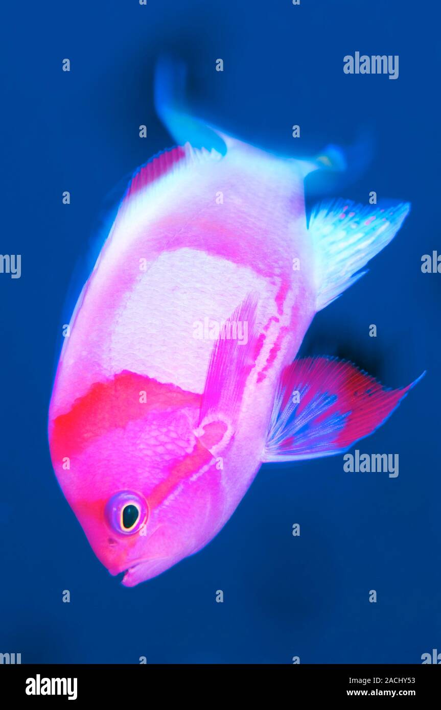 Square-spot fairy basslet (Pseudanthias pleurotaenia). Photographed off ...