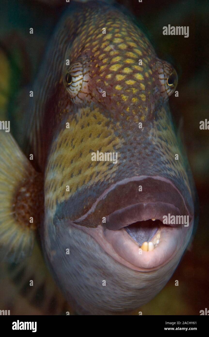 Titan triggerfish. Close-up of the mouth of a titan triggerfish ...