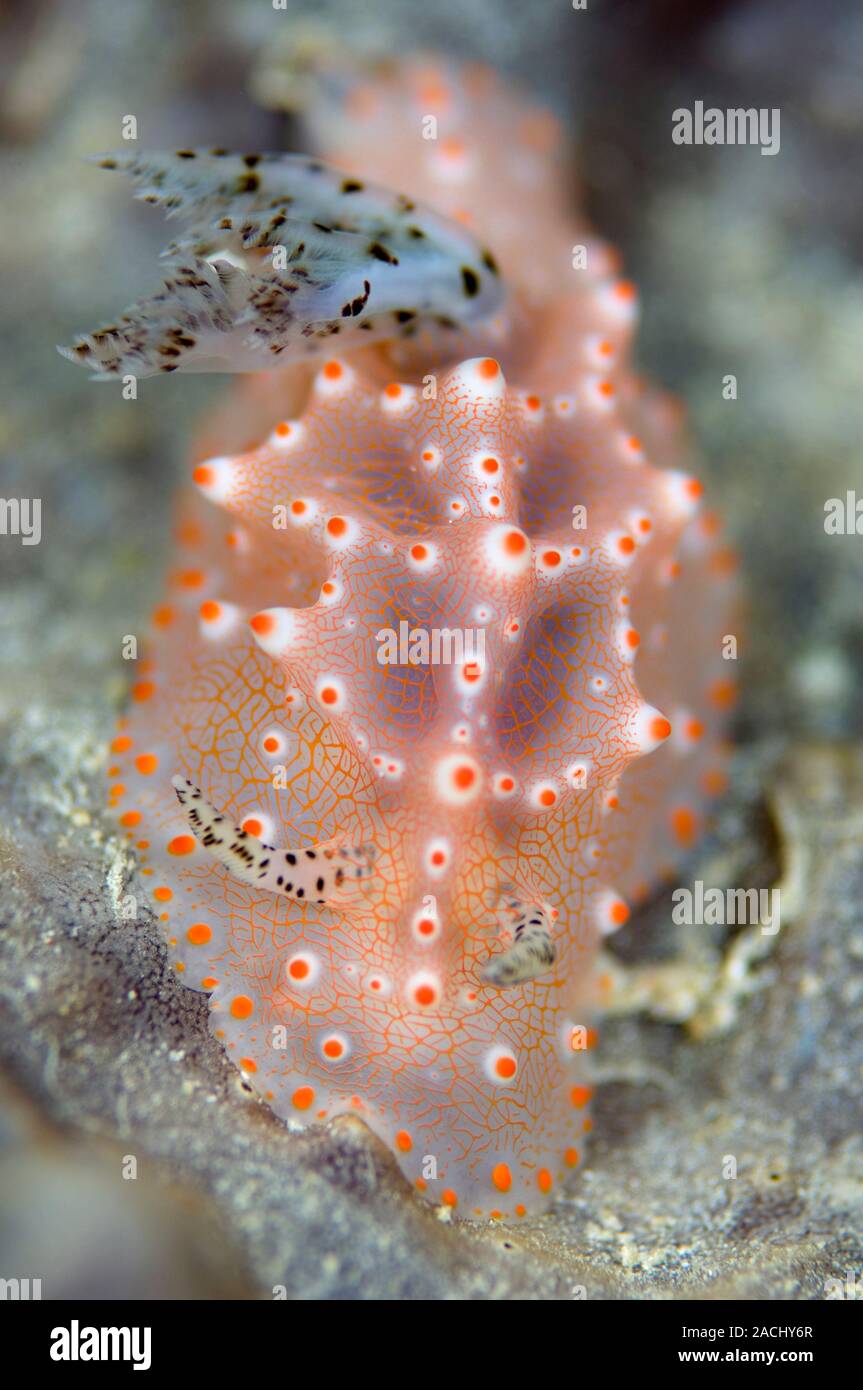Nudibranch (Halgerda malesso). Nudibranchs are shell-less marine ...
