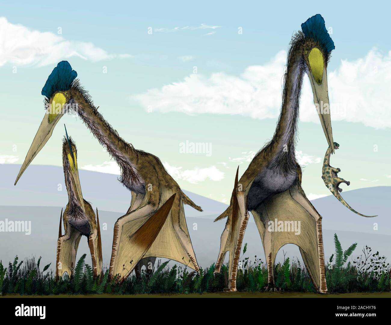 Azhdarchid pterosaurs hunting, artwork. Azhdarchidae were a family of ...