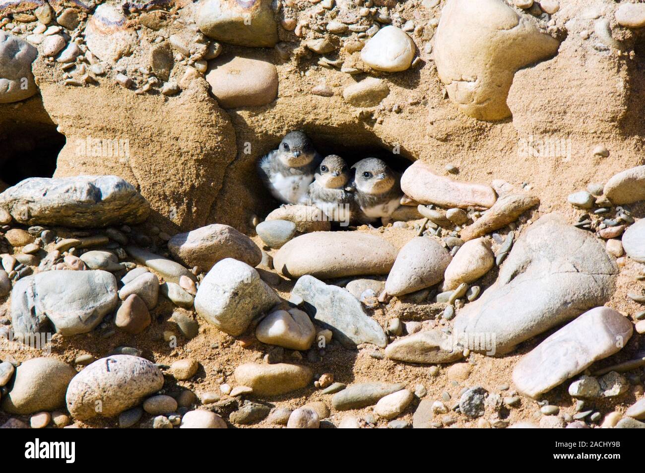 Sand martins. Three young sand martins (Riparia riparia) at the ...