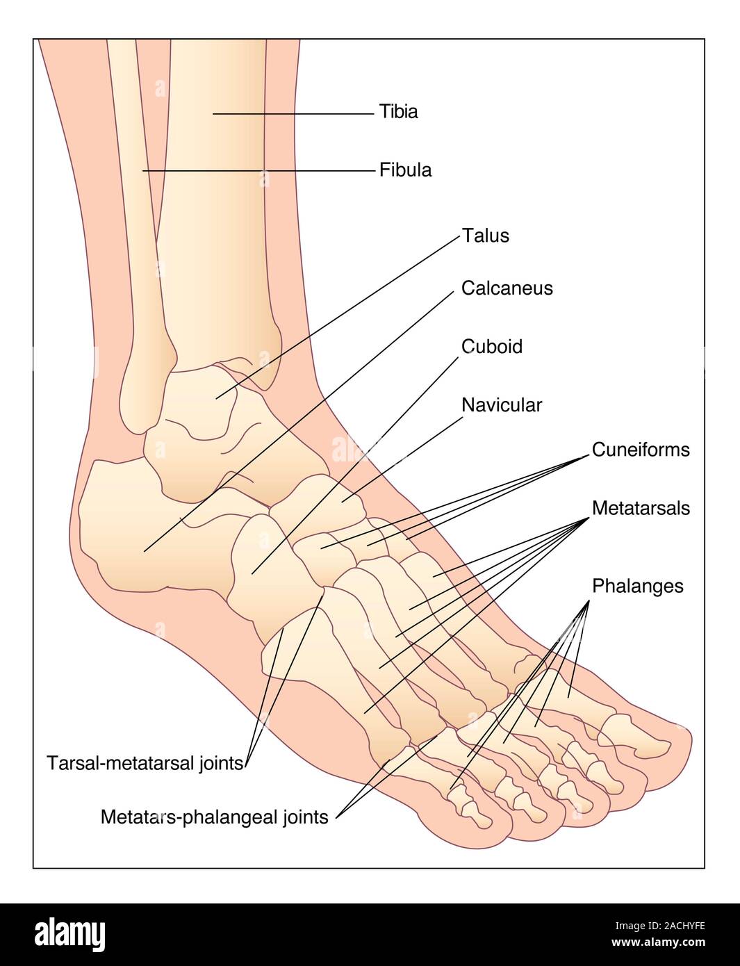 Foot bones, artwork. The toes are made up of the phalanx bones ...