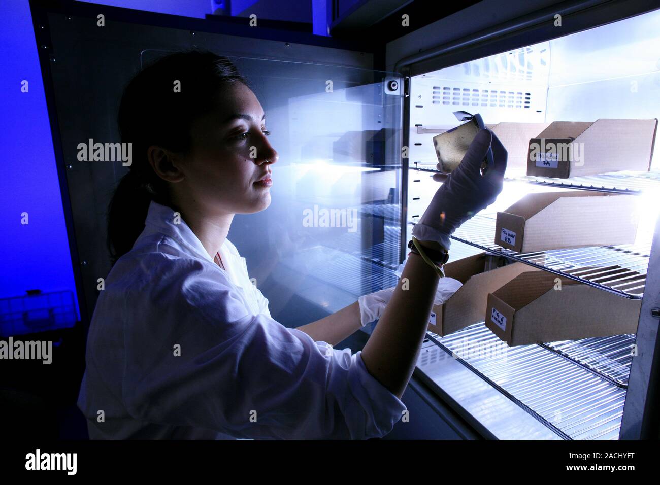 Fly research. Researcher placing Diptera fly larvae in an incubator for ...