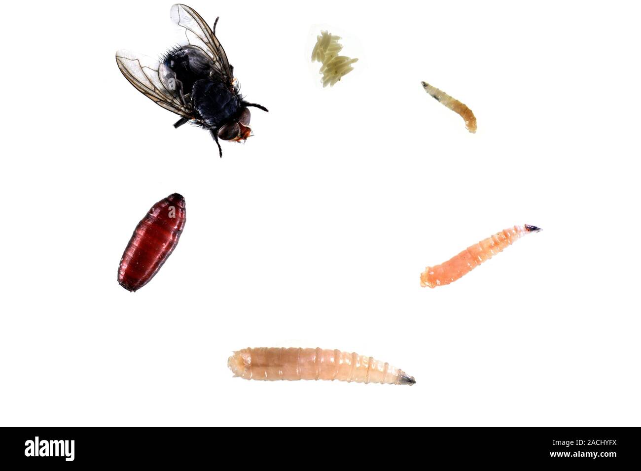 Dipteran fly life stages. Clockwise from top: eggs, 3x larval stages ...