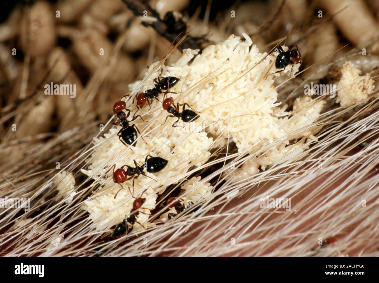Ants (family Formicidae) feeding on fly (order diptera) eggs on a ...