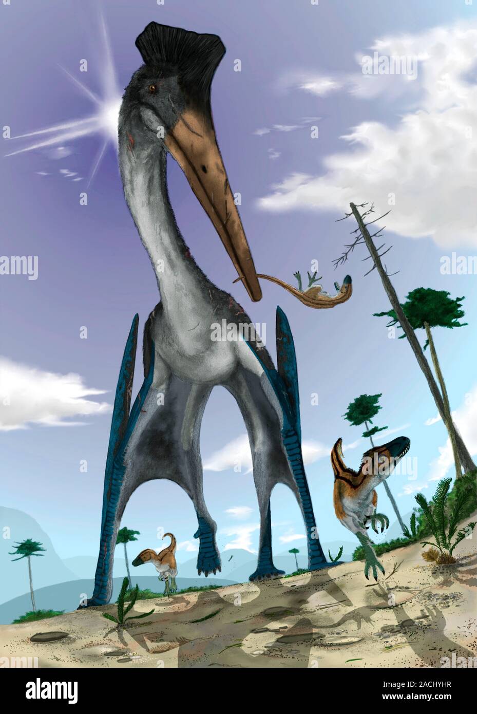 Azhdarchid pterosaur hunting, artwork. Azhdarchidae were a family of ...