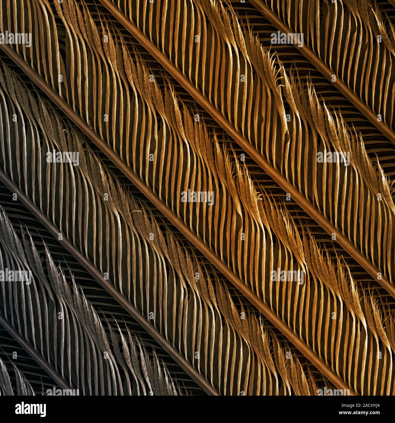 Swallow (Hirundo rustica) feather detail, scanning electron micrograph ...