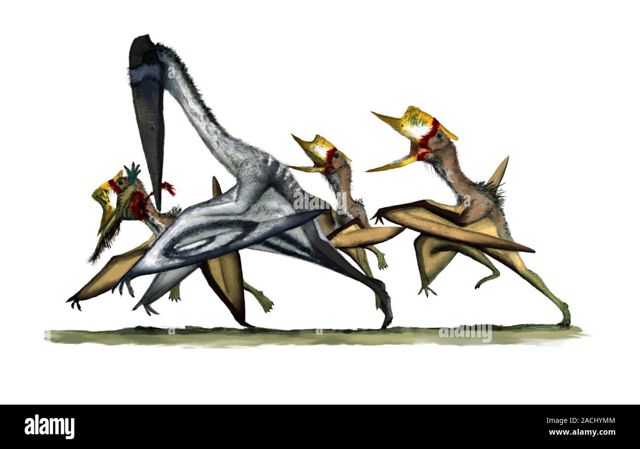 Pterosaurs fighting, artwork. Three Dsungaripterid pterosaurs harassing ...