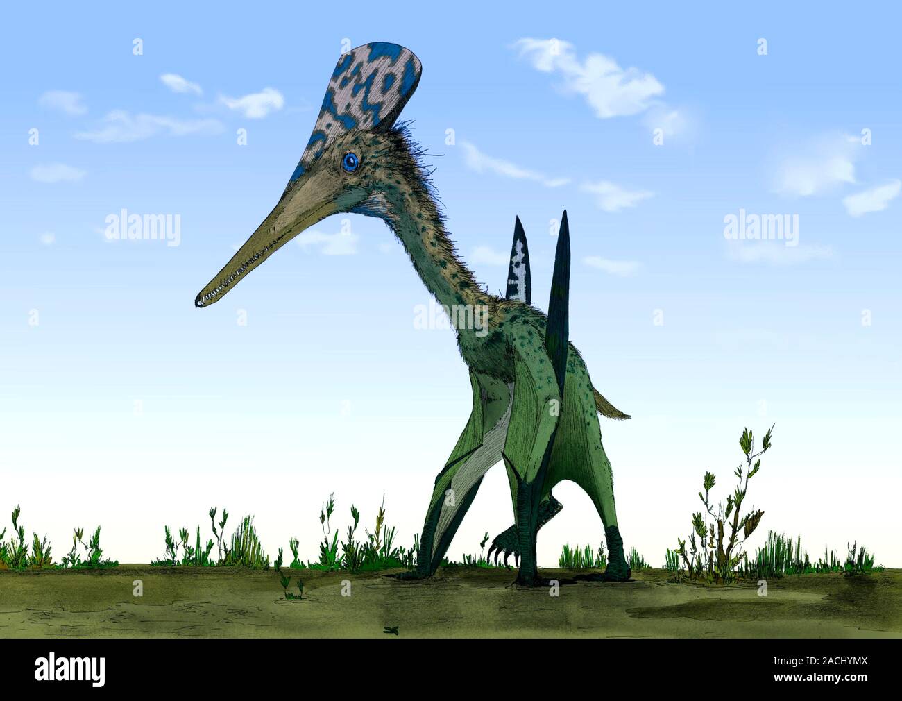 Pterodactylus (Pterodactylus antiquus), artwork. Pterodactylus lived ...