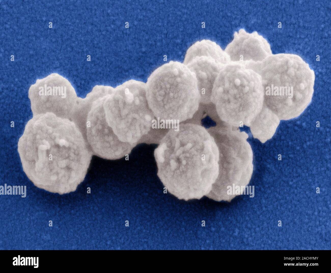 Synthetic Mycoplasma bacteria, coloured scanning electron micrograph ...