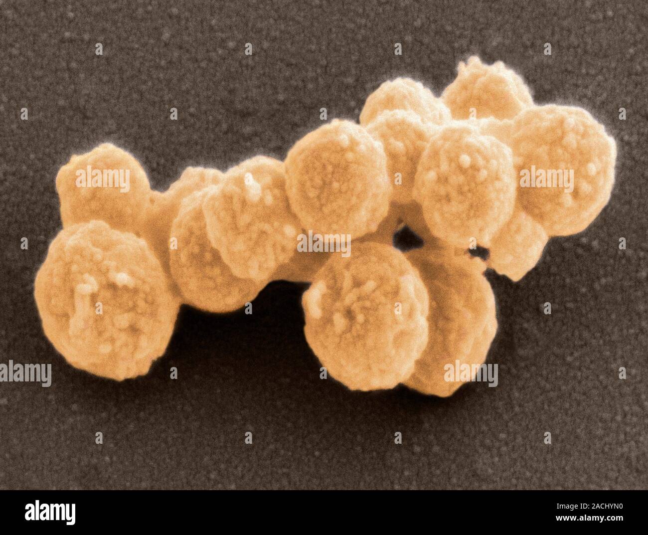 Synthetic Mycoplasma bacteria, coloured scanning electron micrograph ...