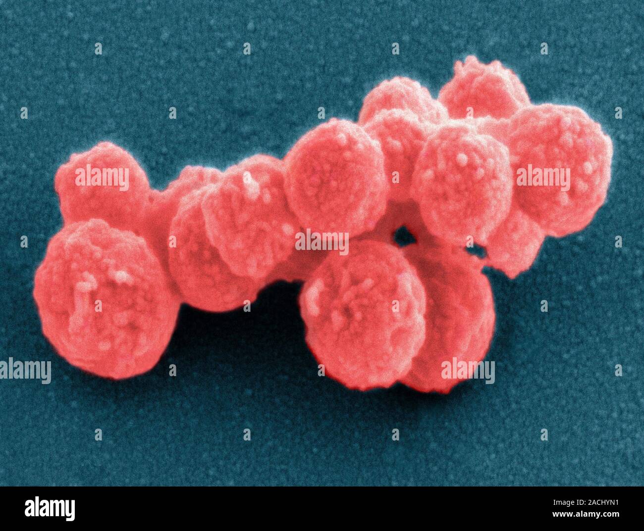 Synthetic Mycoplasma bacteria, coloured scanning electron micrograph ...
