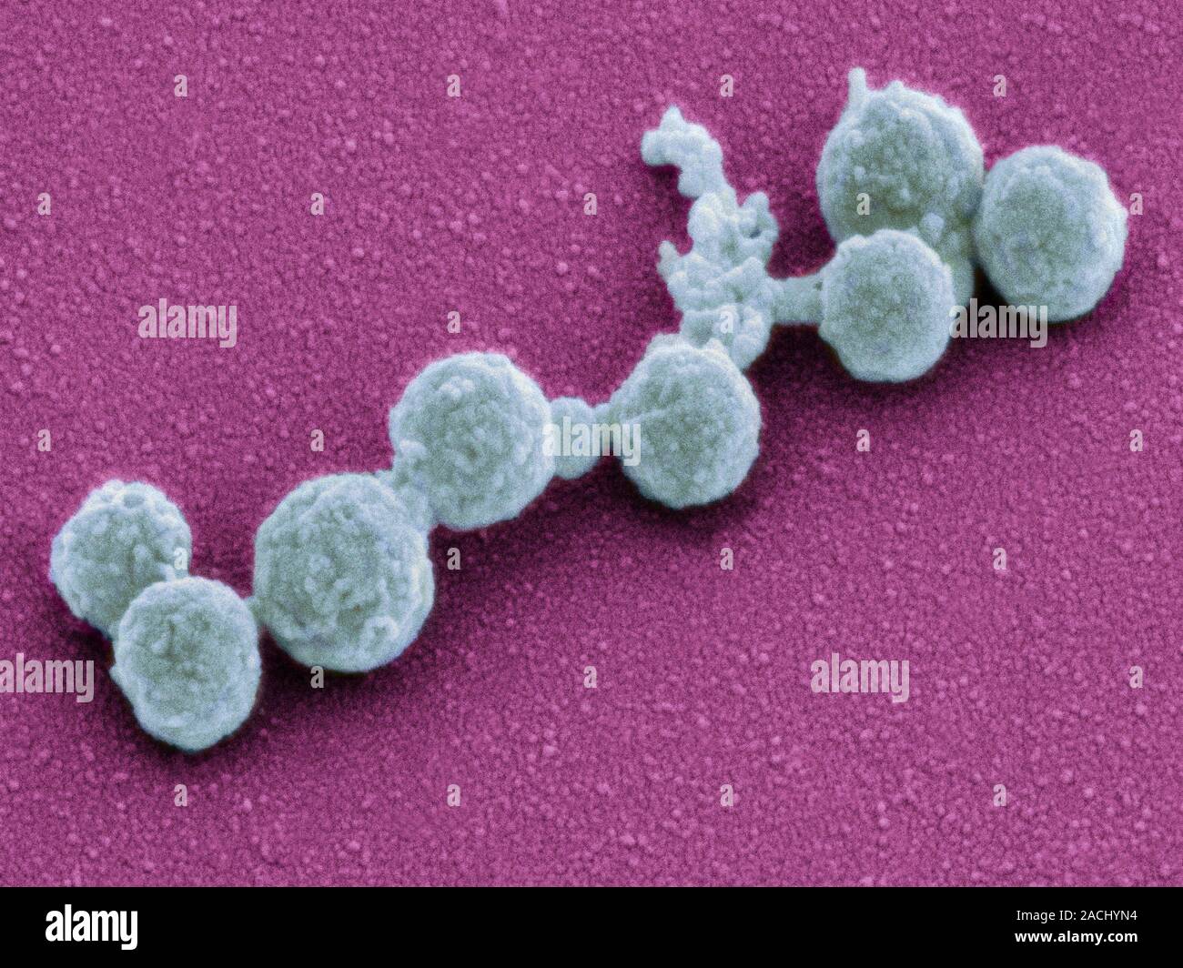Synthetic Mycoplasma bacteria, coloured scanning electron micrograph ...