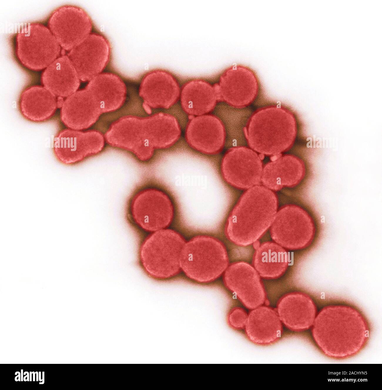 Synthetic Mycoplasma bacteria, coloured transmission electron ...