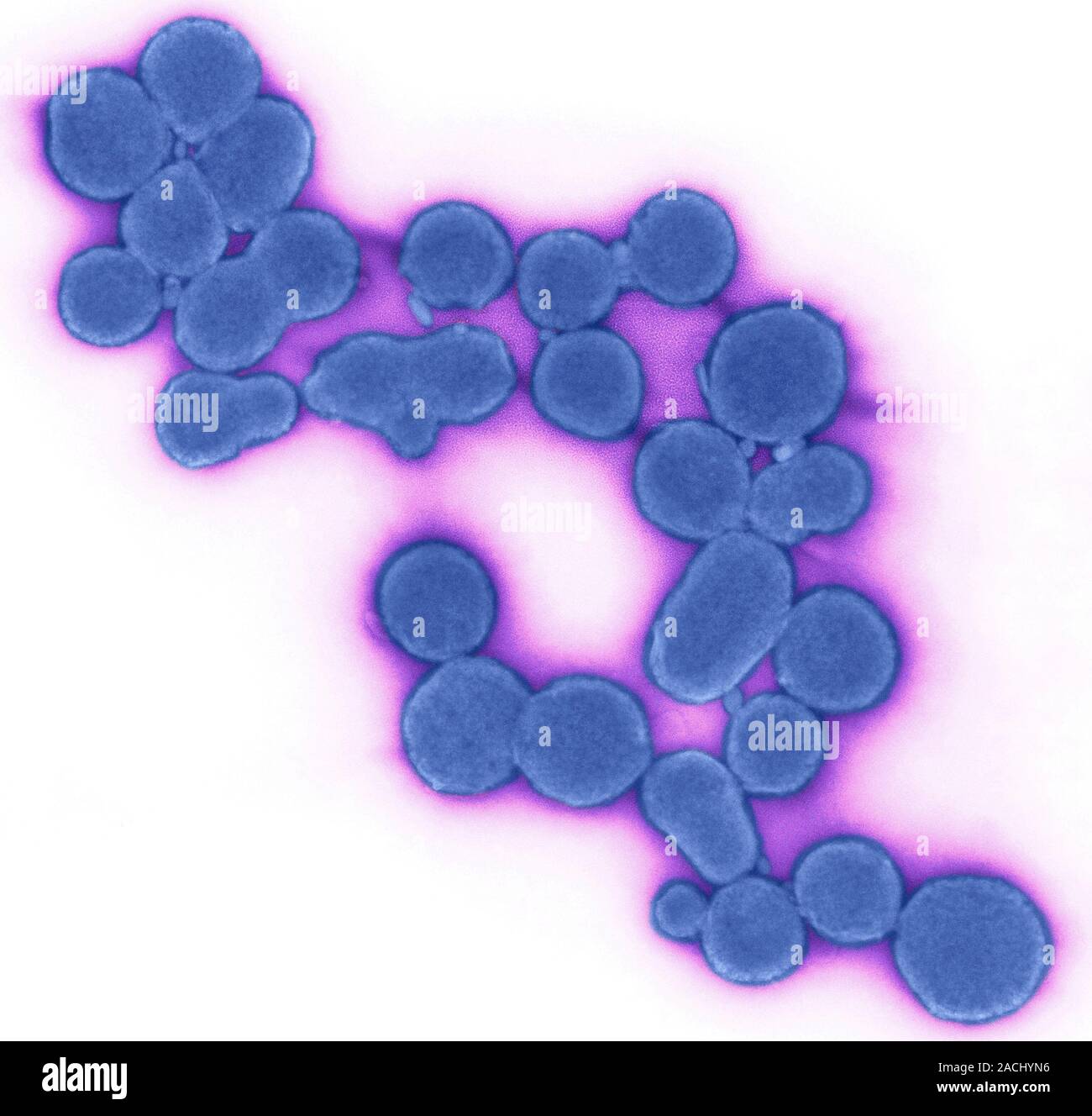 Synthetic Mycoplasma bacteria, coloured transmission electron ...