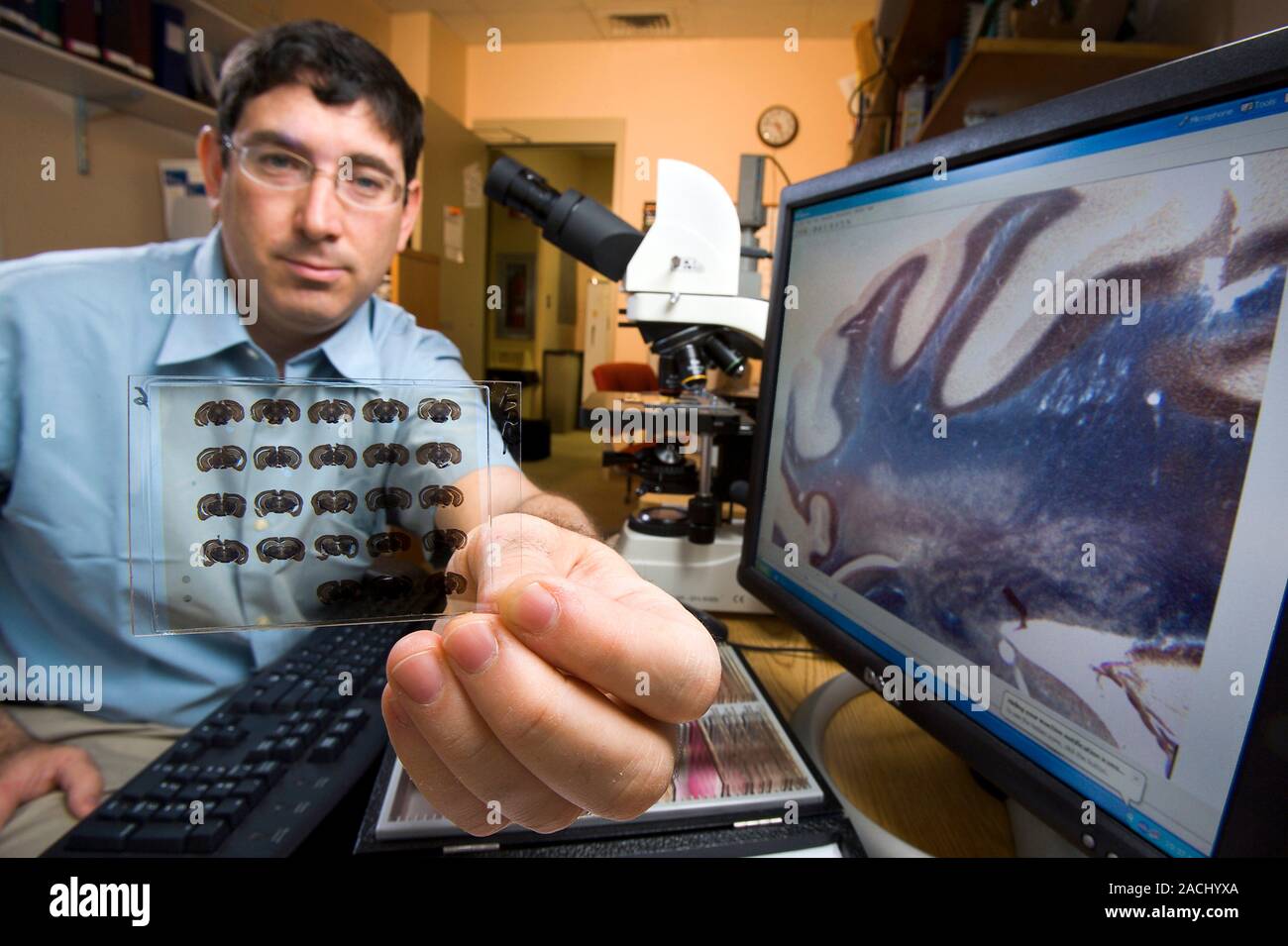Brain nutrition research. Neurobiologist examining brain scans to ...