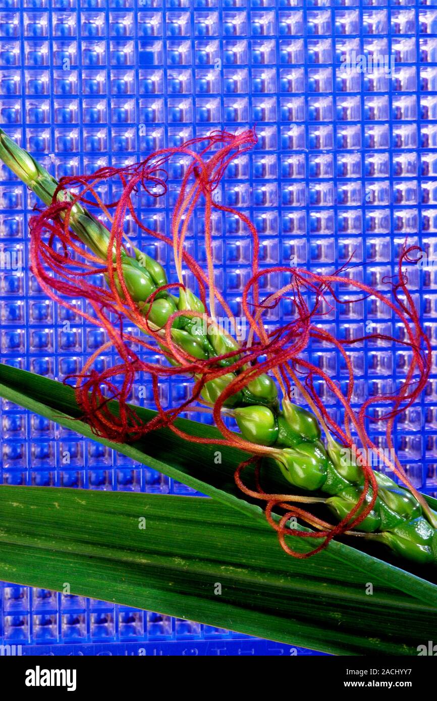 Genetically modified maize hybrid. Ear from a maize (corn, Zea mays ...