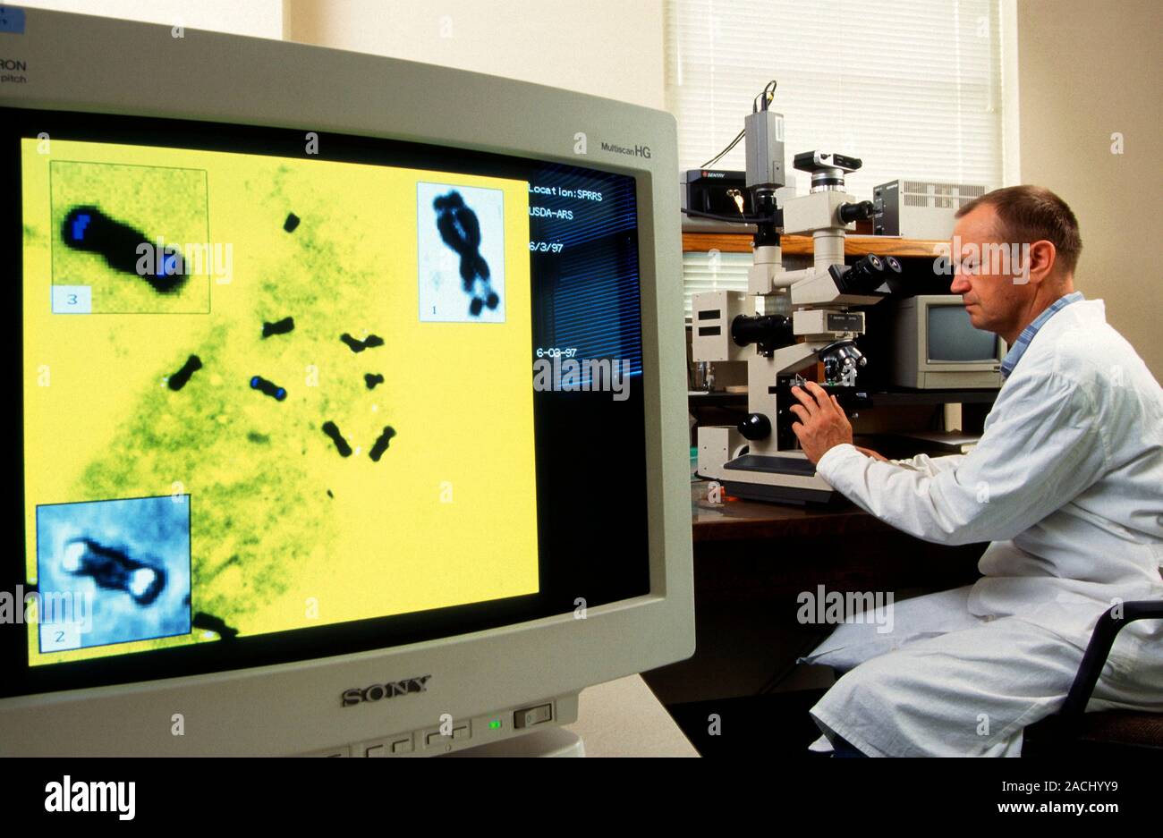 Genetically modified maize research. Scientist using a microscope to ...