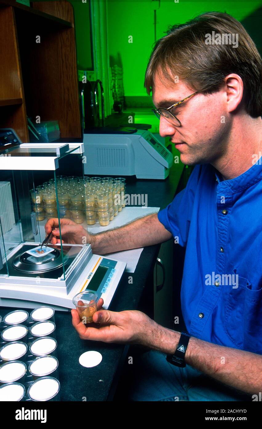 Plant pest research. Entomologist weighing a cotton bollworm ...