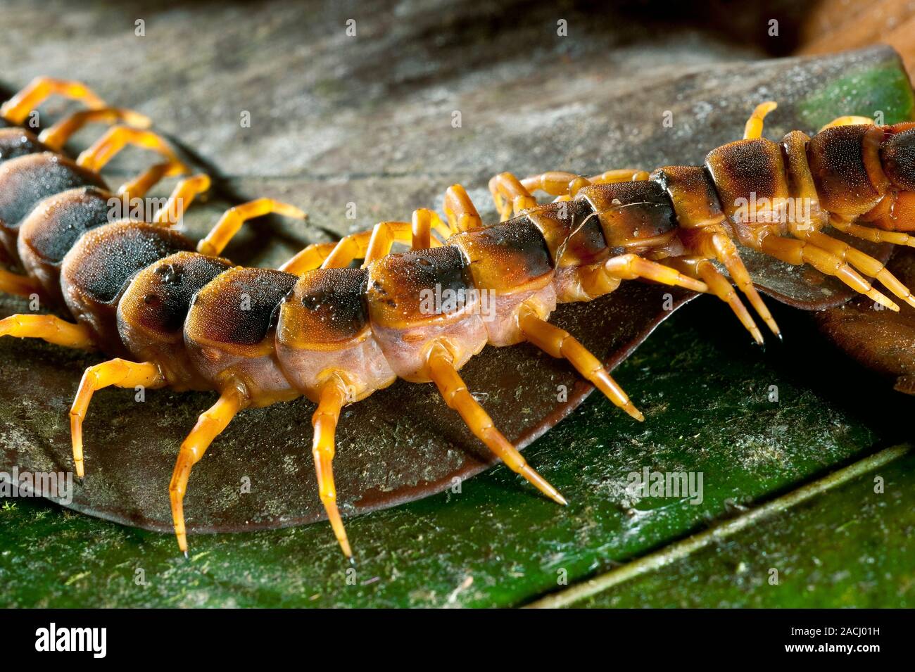 Centipede body. Close-up of a centipede's (Scolopendra sp.) body ...