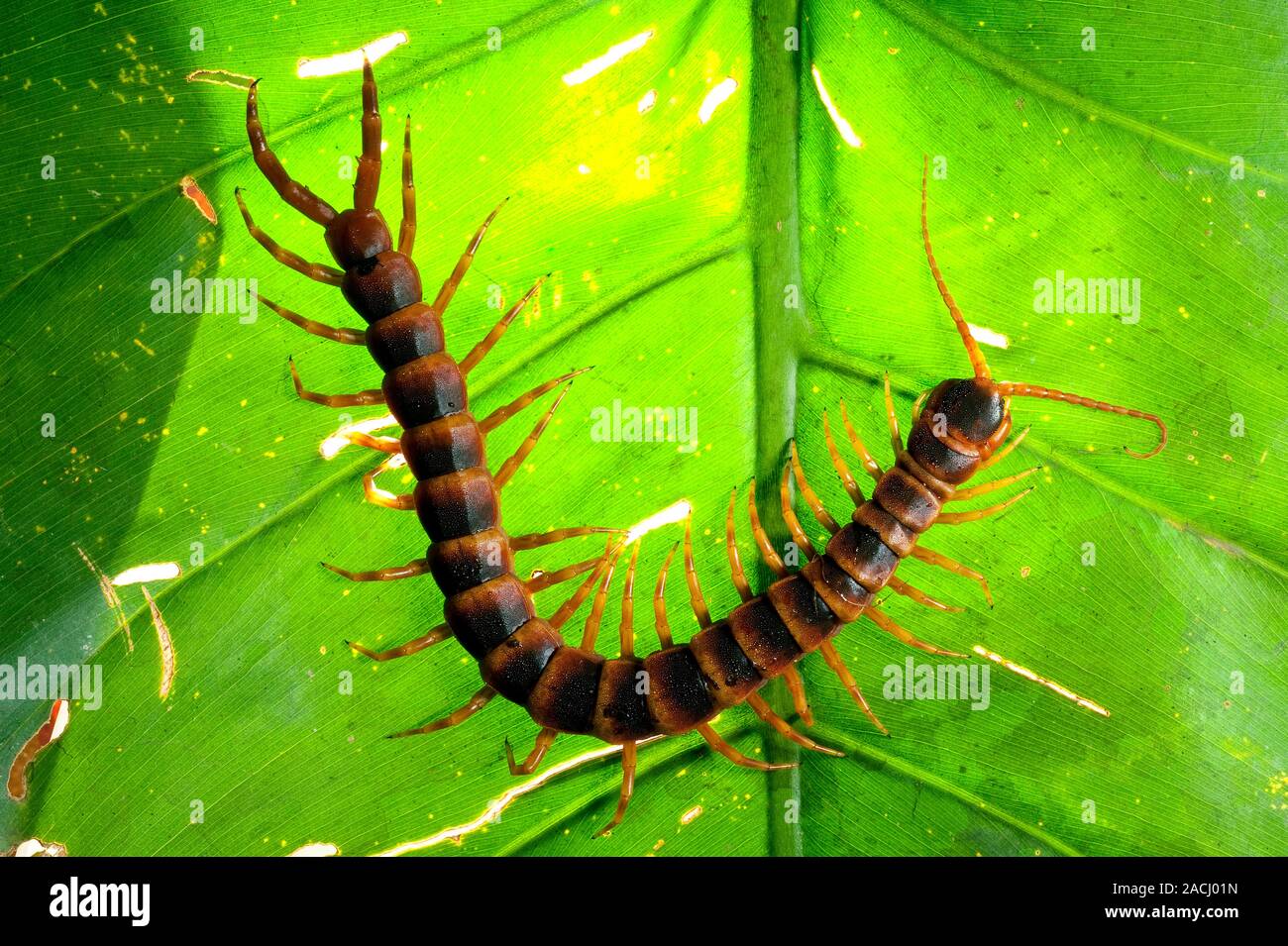 Centipede (Scolopendra sp.) on a leaf Stock Photo - Alamy