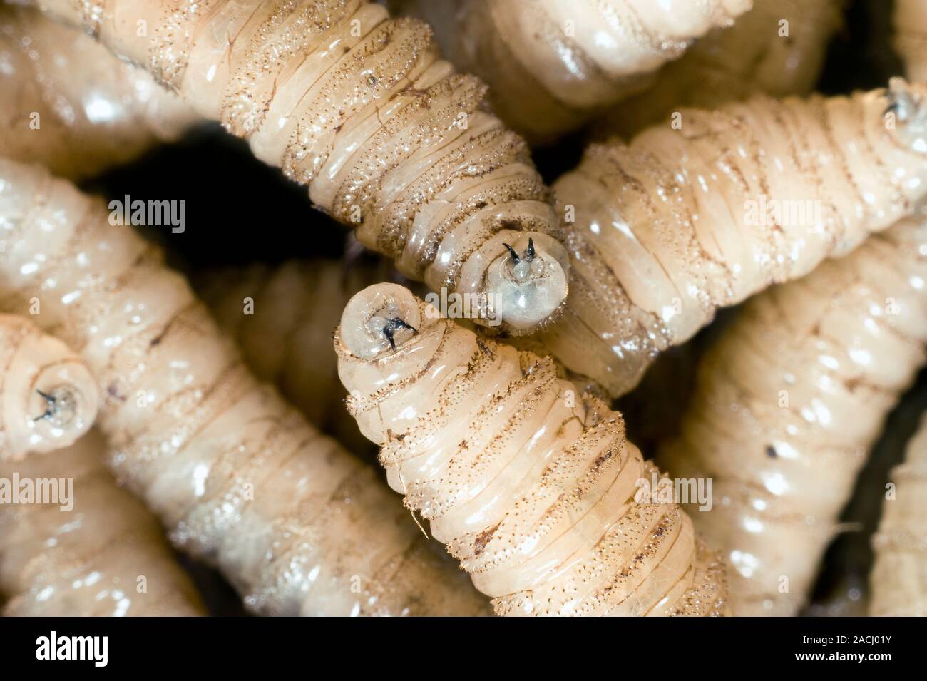 Cochliomyia Hominivorax Larvae
