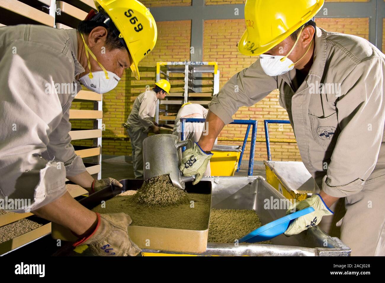 Screw-worm fly research. Worker at a breeding program used to study and ...