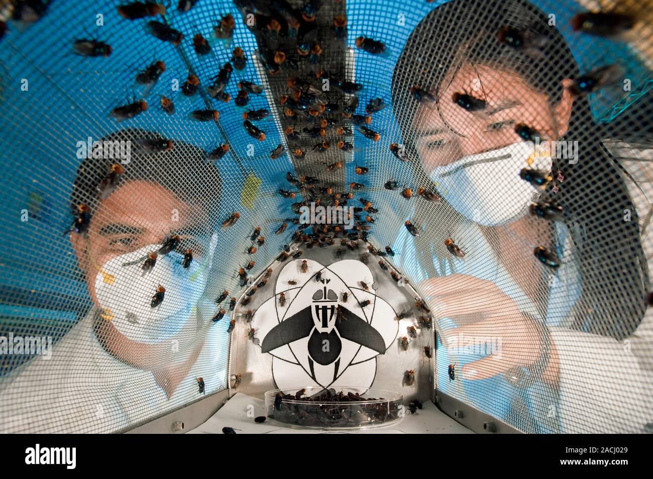 Screw-worm fly research. Researchers with a cage of screw-worm flies ...