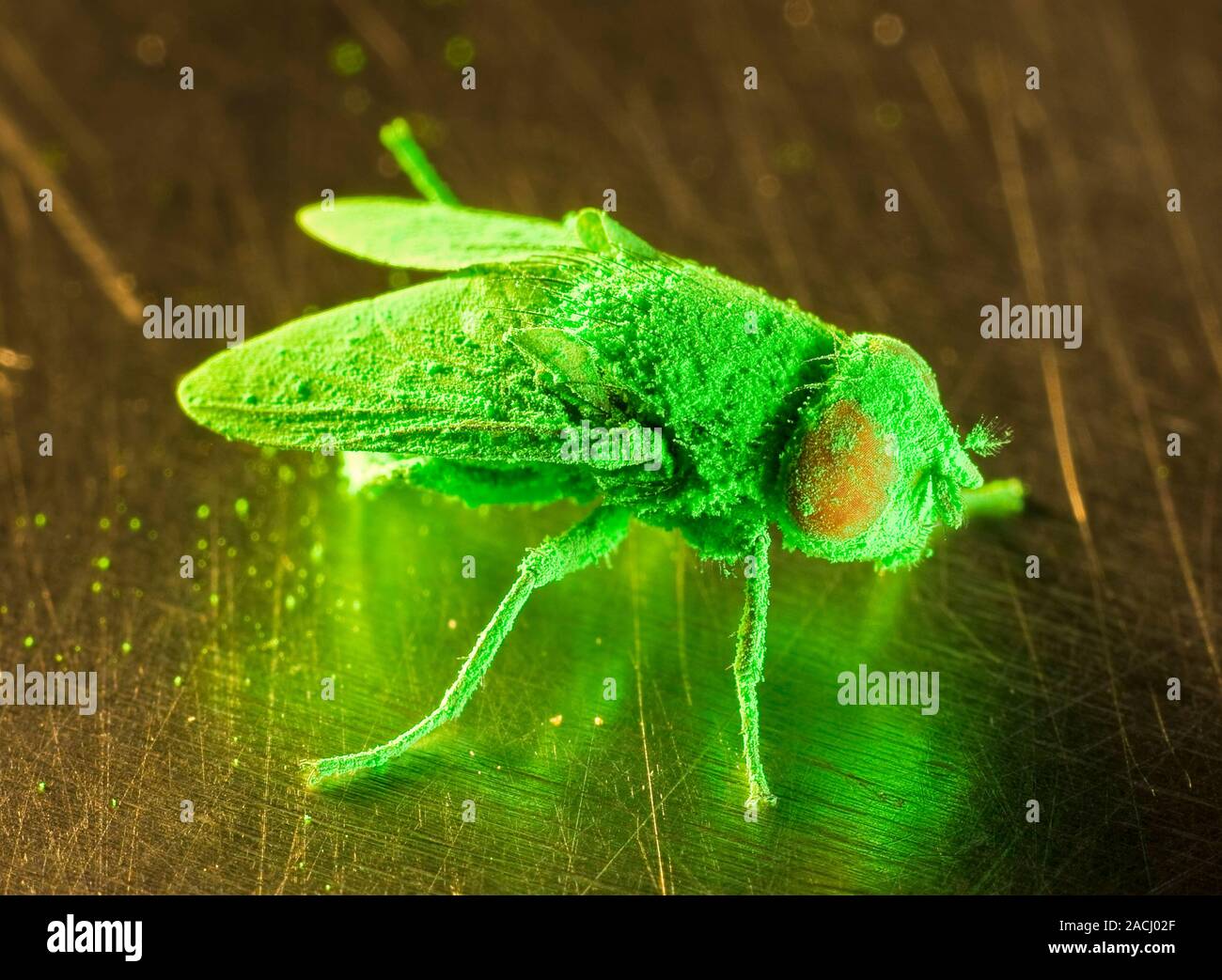 Screw-worm fly research. Screw-worm fly (Cochliomyia hominivorax) that ...