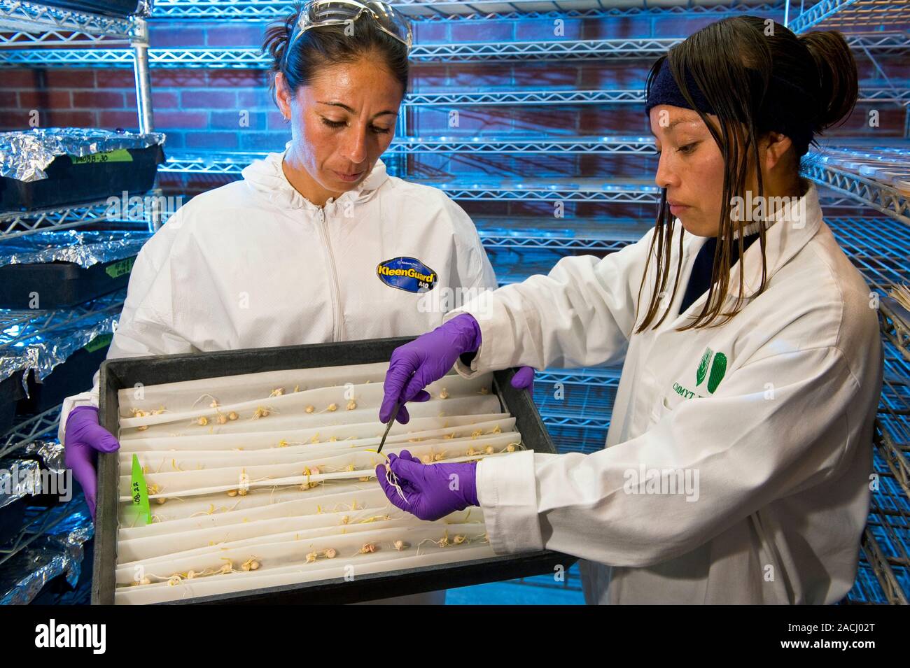 Maize research. Workers preparing maize (Zea mays, corn) seedlings for ...