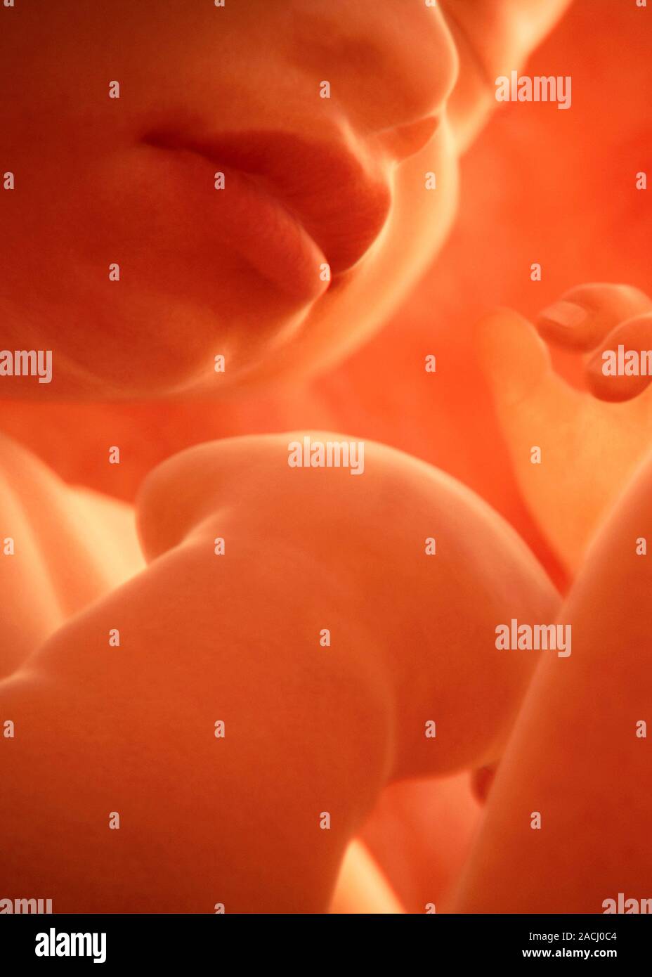 Human foetus in the womb, computer artwork. This foetus is at full term ...