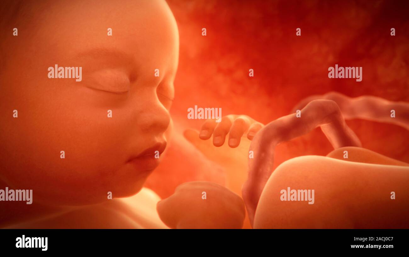 Human foetus in the womb, computer artwork. This foetus is at full term ...