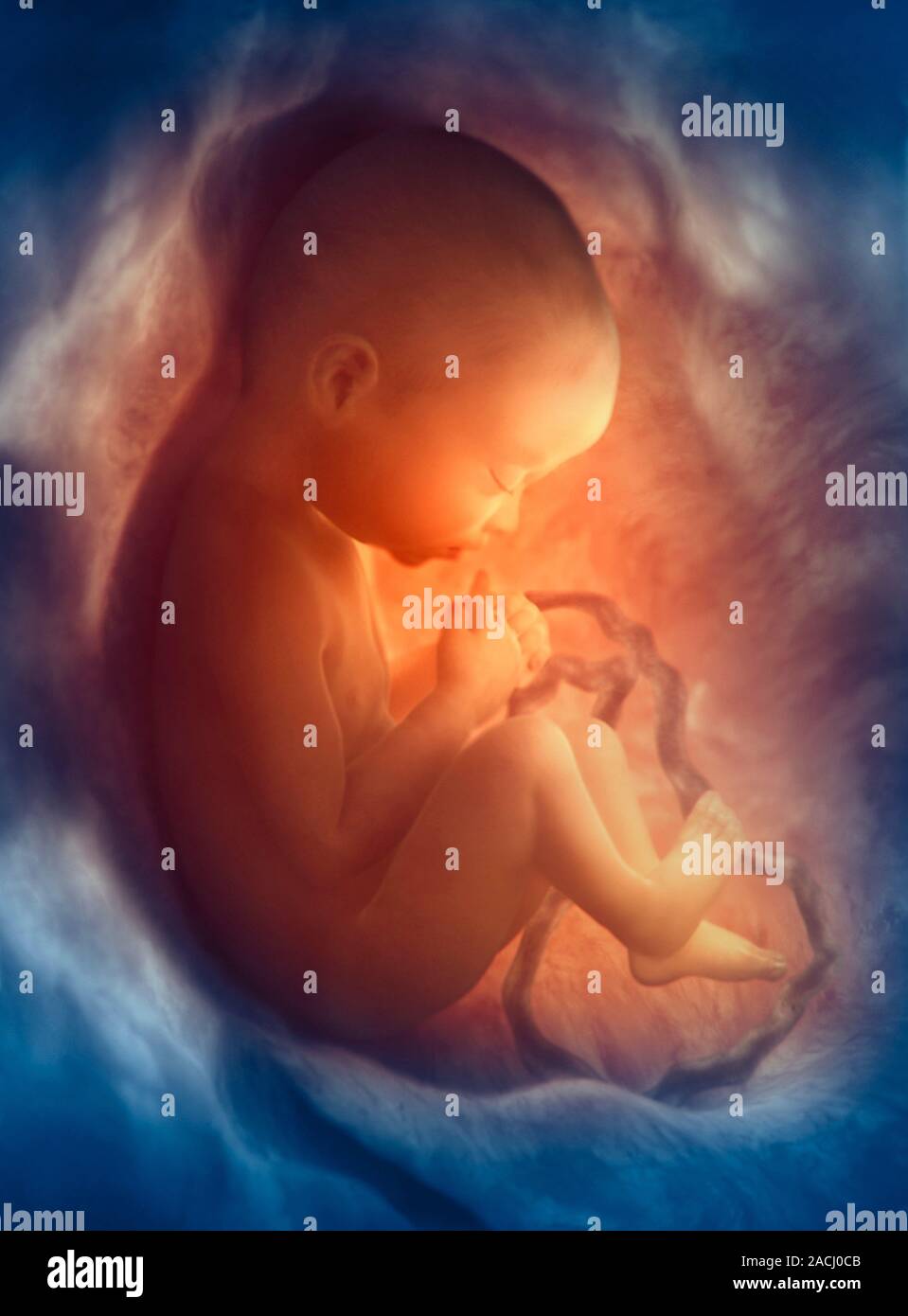 Human foetus in the womb, computer artwork. This foetus is at full term ...