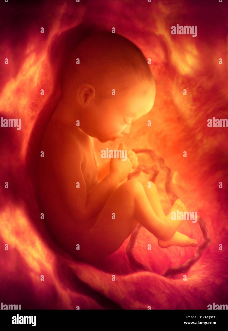 Human foetus in the womb, computer artwork. This foetus is at full term ...