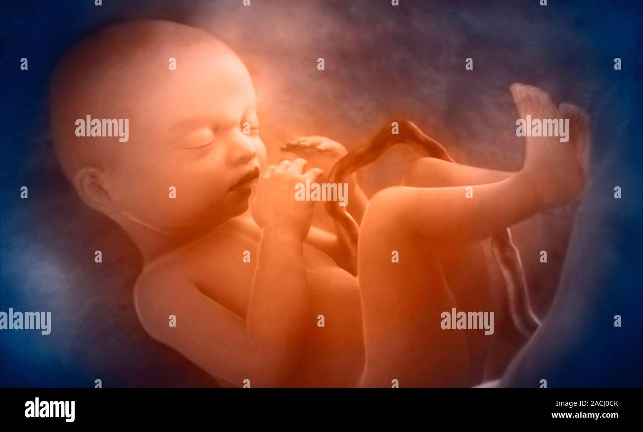Human foetus in the womb, computer artwork. This foetus is at full term ...