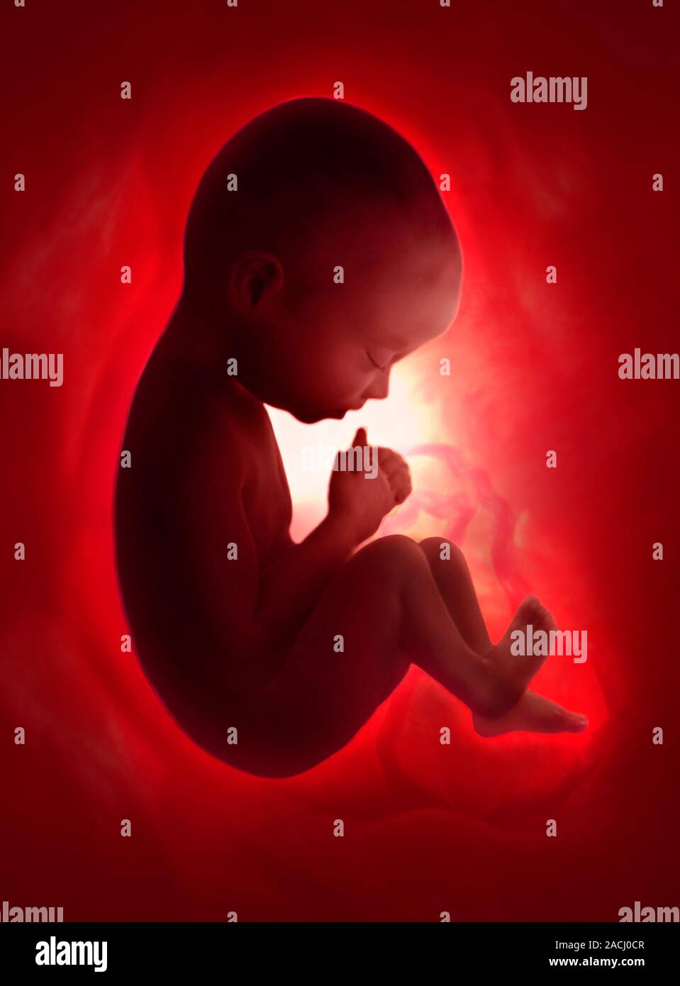 Human foetus in the womb, computer artwork. This foetus is at full term ...